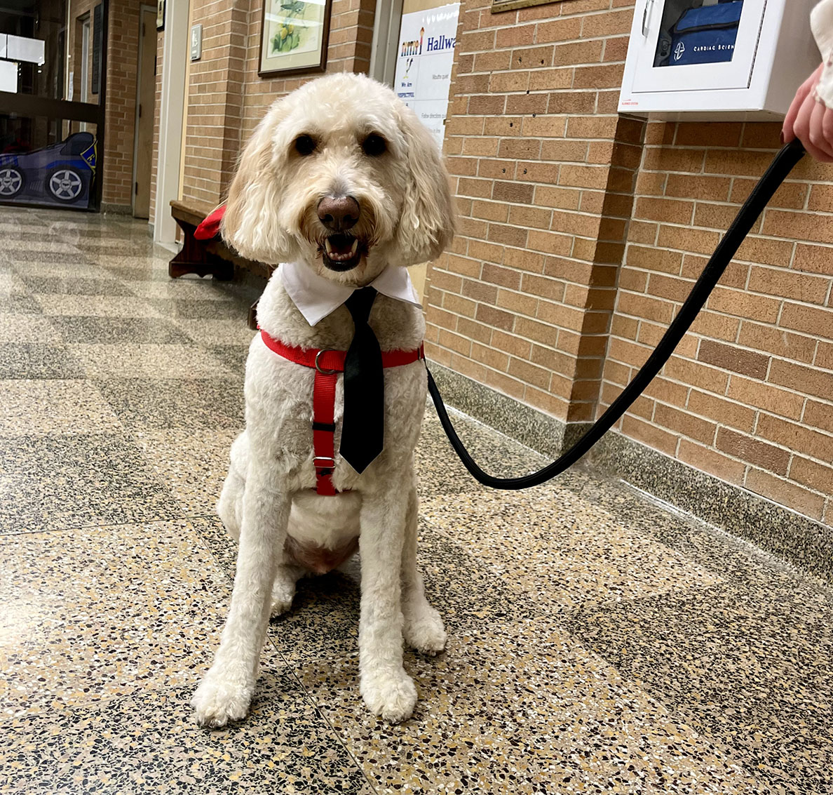 Reporting For Duty: JPS Approves Therapy Dog For Fletcher Elementary ...